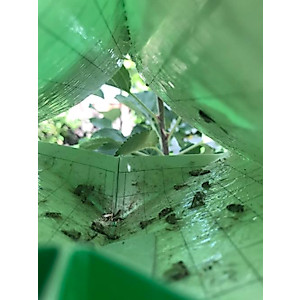 VivaTrap VT-106 Codling + Oriental Fruit Moth Trap & Lure (2 Pack, 8 Week)