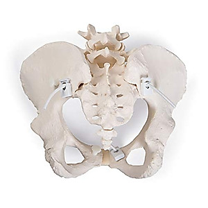 3B Scientific GmbH 1019864 Flexible Female Pelvis Model