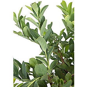 Premier Rabbiteye Blueberry Bush (2.5 Quart) Fruit-Bearing Deciduous Shrub - Full Sun Live Outdoor Plant