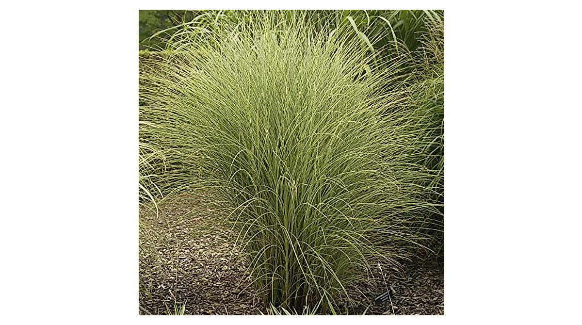 CHUXAY GARDEN Miscanthus Sinensis,Silver Maiden Grass 10 Seeds Hardy ...