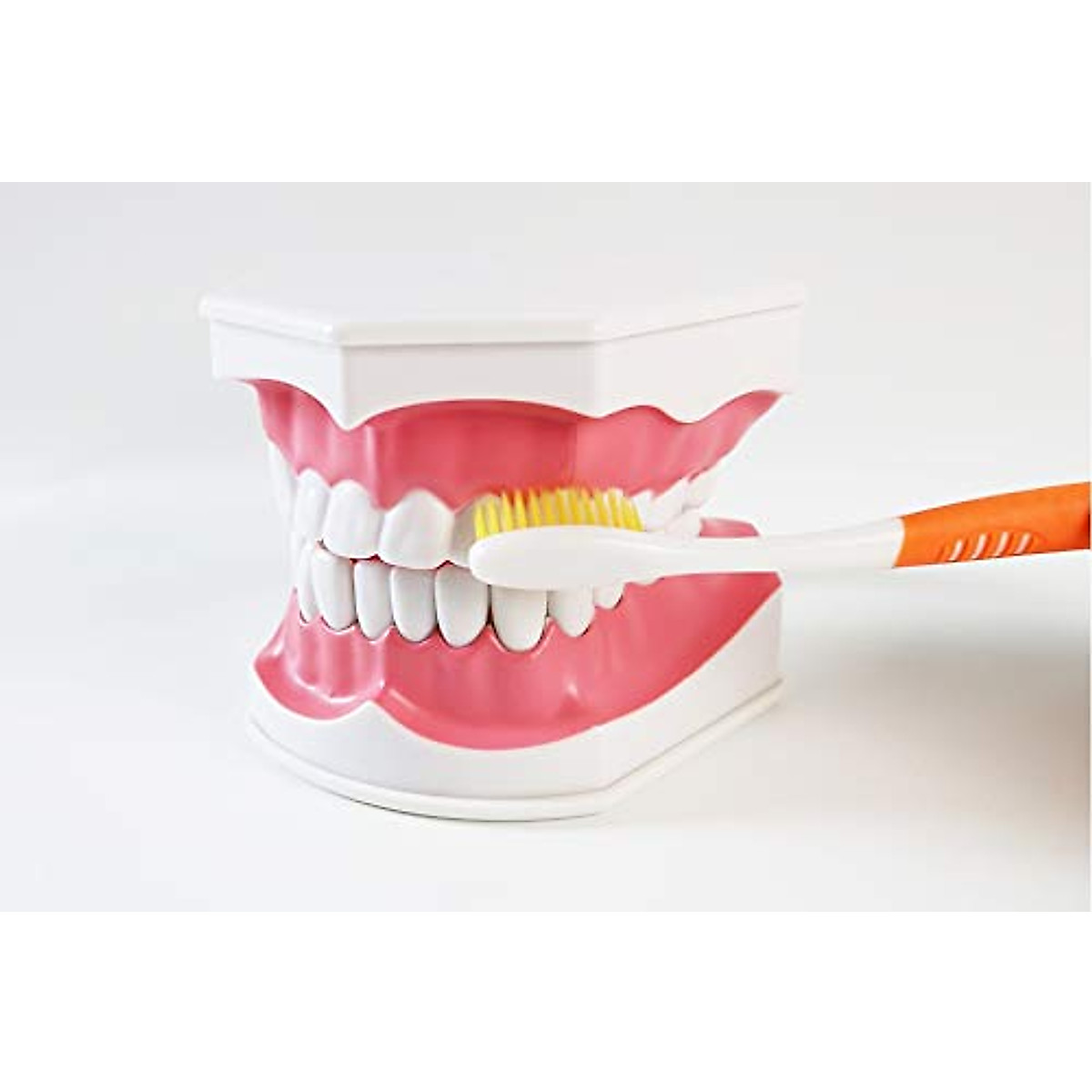 SEED&TREE Dental Teaching Study Brushing Model with Toothbrush/Removable Lower Teeth. Non Power. Plastic Model