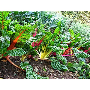 Rainbow Swiss Chard Seeds, 300+ Heirloom Seeds Per Packet, (Isla's Garden Seeds), Non GMO Seeds, Botanical Name: Beta vulgaris subsp. cicla