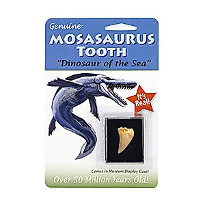 Museum Quality Mosasaurus Tooth in Display Case - Genuine Dinosaur Tooth from The Late Cretaceous Period - A-Grade Dinosaur Fossils