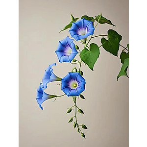 300+ Mixed Morning Glory Seeds for Planting, Wonderful Climbing Heirloom Vine, Beautiful Perennial Flowers, Non - GMO Seeds, Easy to Plant