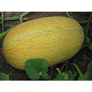 Plastic Melon Support Cradle for Watermelon-Pumpkin-Squash - Holds up to 20 lbs(24 PCS)