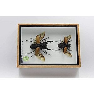 TAXIBUGS Real Beetle Display Taxidermy Odontolabis Elegans Insect Bug Entomology Box Wood Framed (Male & Female) (Wooden Box)