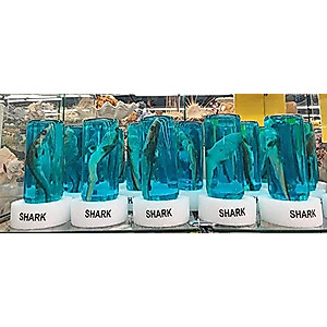 Real Shark in a Bottle Jar, Marine Specimen Taxidermy, Fishing, Jaws