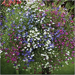 Seed Needs, Cascade Mix Lobelia Seeds - 5,000 Heirloom Seeds for Planting Lobelia pendula - Great for Hanging Baskets, Pots & Containers (1 Pack)