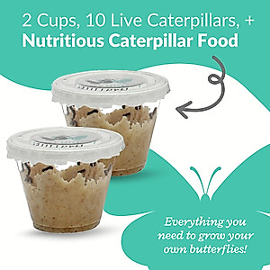 Clearwater Butterfly Live Painted Lady Butterflies - Butterfly Growing Kit with Live Caterpillars - Mesh Cage Included - Butterfly Habitat - 10 Live Caterpillars to Butterflies - Live Butterfly Kit