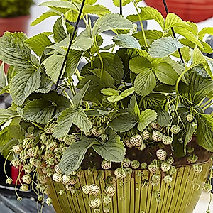 800+ Strawberry Seeds 400 White 300 Red and 100 Yellow Strawberry Seeds Mixed for Planting