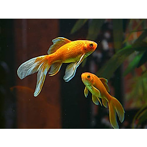 Rite-Size C Filter Penguin Replacement Cartridge 6-Pack Fits Power Filter 170, 200, 275, 330, 350 and 375 Bundled with PetWealth Aquarium Maintenance Chart