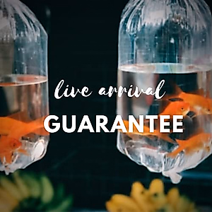 Emerald Dwarf Rasbora - 8 Pack Live Freshwater Aquarium Fish