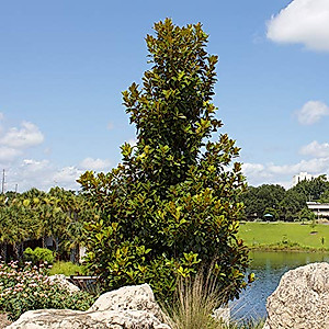 PERFECT PLANTS Little Gem Magnolia Live Plant, 3-4', Includes Care Guide