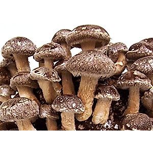 5 Pack Wood Loving Mushroom Liquid Cultures