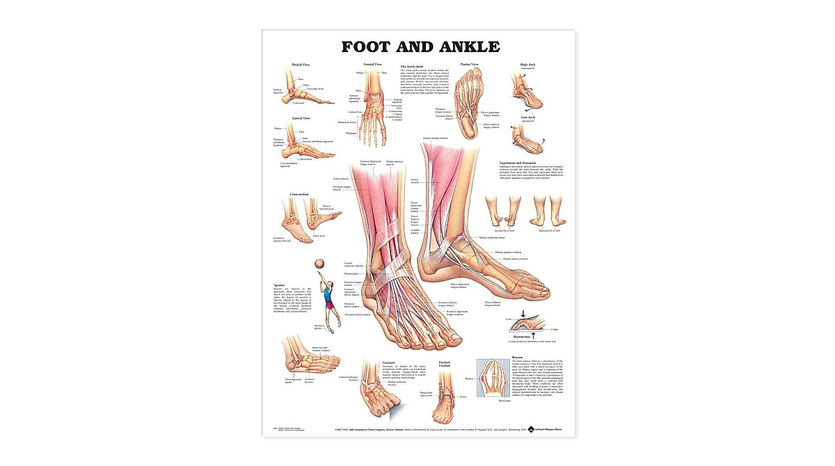 Shop Authentic ACC Foot and Ankle Anatomical Chart