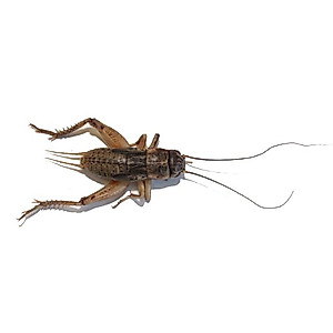 1000 Live Crickets - Medium 1/2" (Banded Cricket)