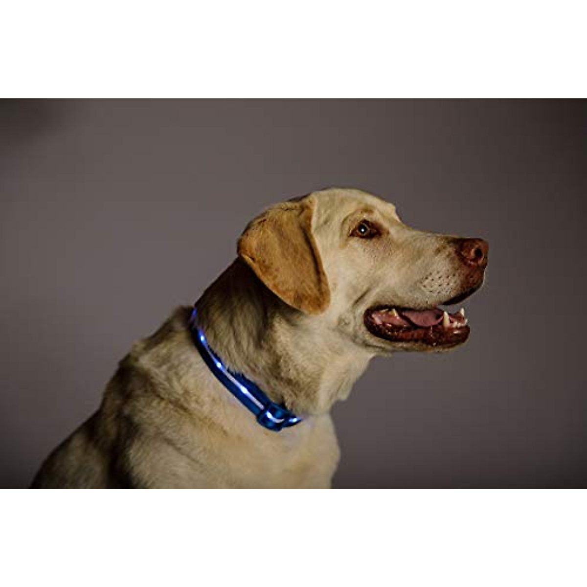 Blazin LED Light Up Dog Collar - 1,000 Feet of Visibility - Brightest for Night Safety - USB Rechargeable Waterproof Dog Collar Light