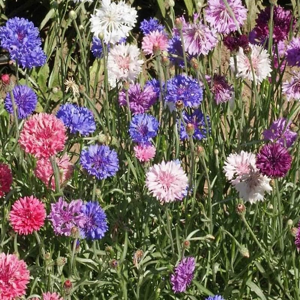 Outsidepride Centaurea Cyanus Cornflower Polka Dot Wild Flower Seeds - 1000 Seeds