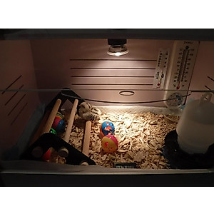 Baby Chick Perch, Durable Natural Wooden Roosting Bar for coop and brooder, Training Chicken Roosting Perches for Mini Baby Chicks, Metal Frame Easy to Assemble and Clean, Fun Toys for Chick