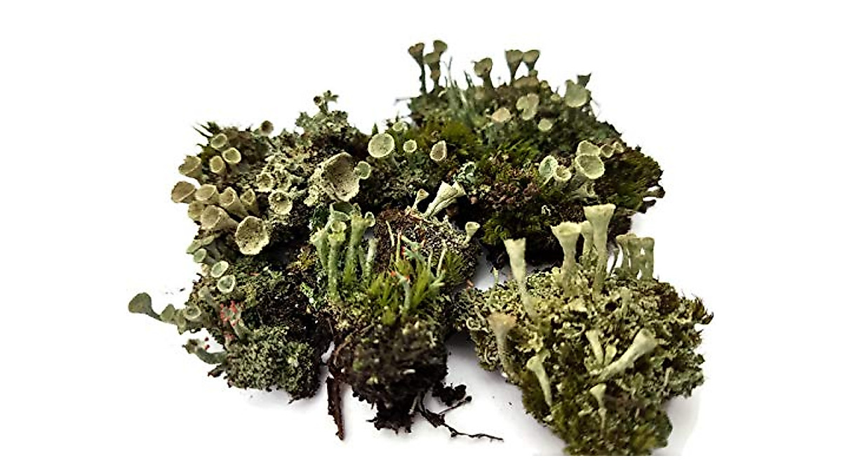 Tin Roof Treasure Live Moss Pixie Cup (Cladonia Pyxidata) Lichen for ...
