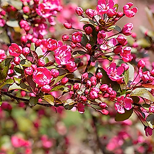 QAUZUY GARDEN 30 Seeds Flowering crabapple Seeds Crab Apple Malus Prairiefire Tree Shrub Bush Seeds- Striking Flowering Landscape Plant- Easy to Grow & Maintain