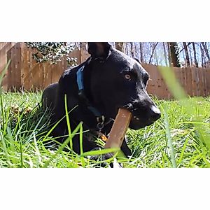 KATHMANDU'S - Authentic Himalayan Cheese Dog Chews - Large, 1-Count - for Improved Dental Hygiene & Protein-Rich Nutrition, No Preservatives