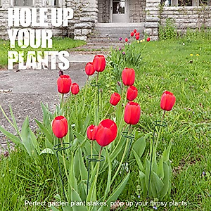 LEOBRO 6 Pack Plant Stakes for Flowers, Metal Single Stem Plant Support, Garden Plant Stakes for Amaryllis Orchid Lily Rose Tomatoes, Dark Green, 40.5 CM/15.9 INCH