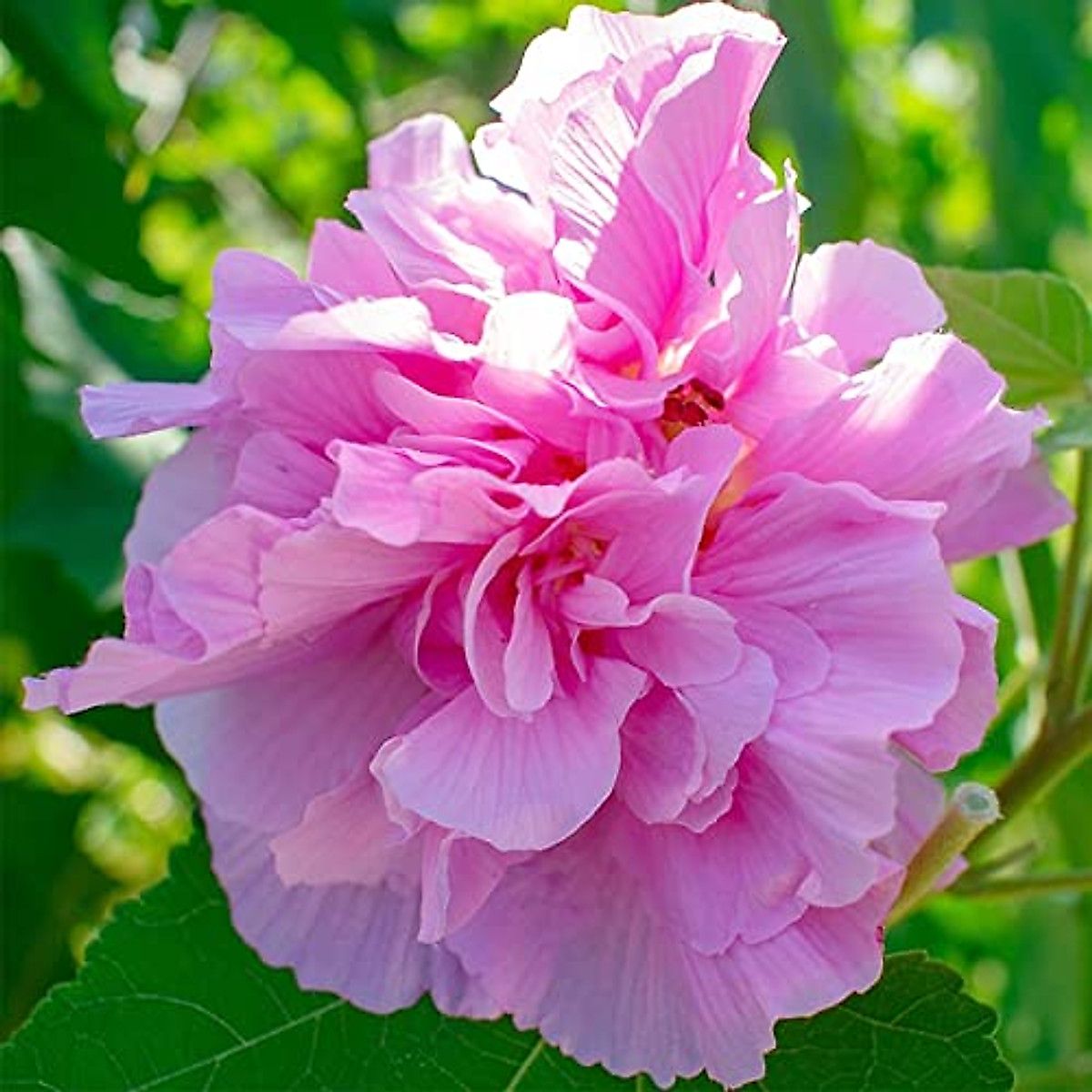 QAUZUY GARDEN 10 Confederate Rose Seeds Hibiscus Mutabilis Dixie Rosemallow Cotton Rose Rosemallow Seeds Striking Landscape Shrub Plant for Garden Home Decoration