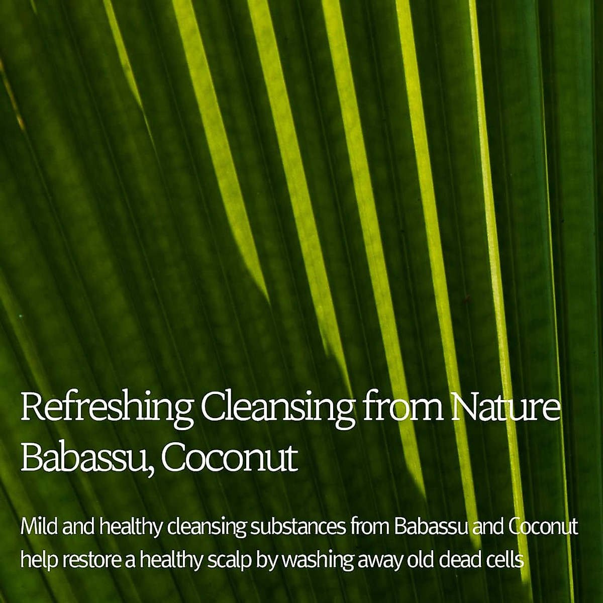 Bouquet Garni NARD Hair Shampoo Lavender Musk - Scalp Vitality, and Soft Cleansing (Containing Argan Olive Jojoba Macadamia Sunflower Oil, Protein, and Amino Acids) - 16.9 oz