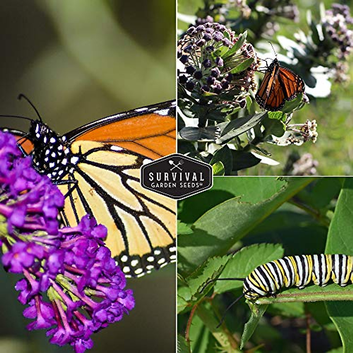 Pollinator Seed Mixture to Attract Monarch Butterflies, Bees & Pollinators - 1 Packet - Milkweed, Garden Flower, & Wildflower Mix for Planting - Support Conservation Efforts - Survival Garden Seeds