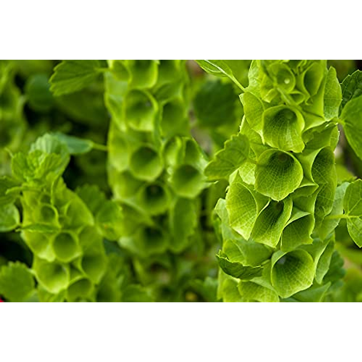 Bells of Ireland Flower Seeds - 30 Seeds - Rare Green Flower Petals - Excellent for Cut Flower Display, Grow The Luck of The Irish