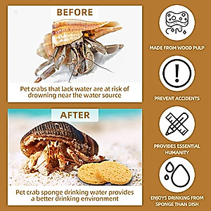 12 Pieces Hermit Crab Sponges Pet Crab Sea Sponges Unbleached Hermit Crab Supplies Sponge Provide Nutrients Crab Sponges Hermit Crab Accessories for Maintaining Hermit Crab Tank Humidity Supplies
