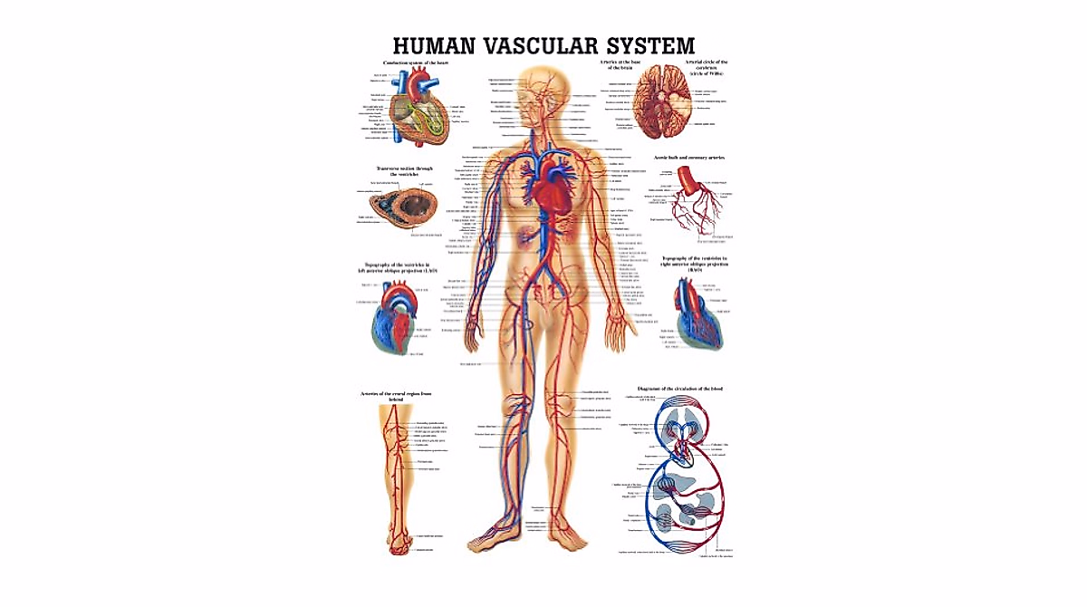 Explore the Human Vascular System Anatomy Chart