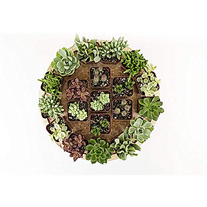 Plants R Us | 20 Pack Succulents in 2" Grow Pots-Indoor/Outdoor Live Plants and Decor Hardy & Easy Care