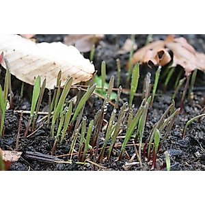 Winter Rye Grass Seed Grass Seed Fall Mix Ryegrass Seeds for Lawn No Till Food Plot Seed,Fall Cover Crop Seed Mix 5 lbs by Old Cobblers Farm