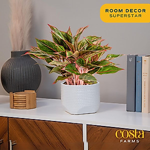 Costa Farms Chinese Evergreen Live Plant, Aglaonema, Easy Care Low Light Houseplant in Nursery Pot, Potted in Potting Soil Mix, Housewarming, Unique Home or Room Decor, 1-2 Feet Tall