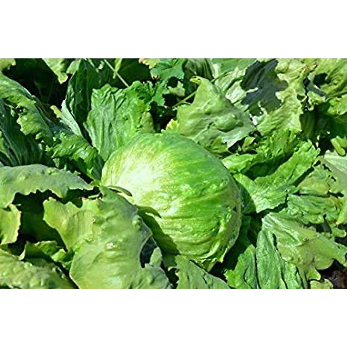 Iceberg Lettuce Seeds for Planting, 2500+ Heirloom Seeds Per Packet, (Isla's Garden Seeds), Non GMO Seeds, Botanical Name: Lactuca Sativa VAR, Great Home Garden Gift