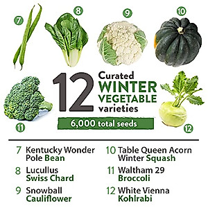 12 Winter Vegetable Seeds - Heirloom, Non-GMO Fall & Winter Vegetable Seeds for Planting Home Garden: Bean, Beet, Broccoli, Cabbage, Carrot, Cauliflower, Kale, Parsnip, Squash, Chard & More
