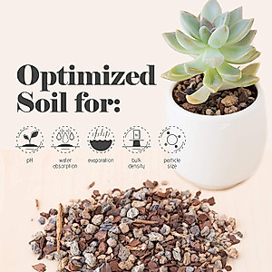 Bonsai Jack Succulent and Cactus Soil - Jacks Gritty Mix - 1 Gallon – Fast Draining – Fight Root Rot – Optimized pH …