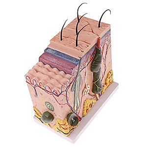 Anatomy Model Assembly Model Human Skin Layers and Head Nerves Set Teaching Supplies