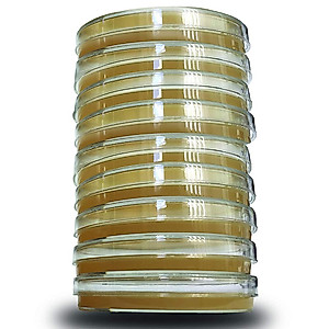 Petri Dishes with Agar, Agar Plates Prepoured Petri Dishes, 100x100mm Culture Medium Agar Plates Dextrose Agar Petri Dishes for Science Fair Projects (Pack of 10)