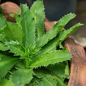 3000 Culantro Seeds - NGO GAI - AKA Recao, Sawtoothfitweed, Mexican Coriander Herb, Spiritweed, Stinkweed, Duck-Tongue herb, Sawtooth, or Saw-Leaf herb, Long Coriander Herb Seeds