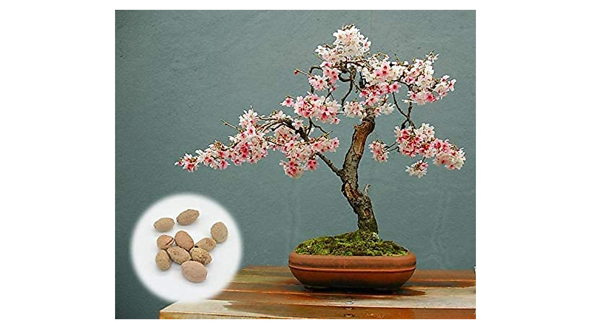 Rare Japanese Sakura Seeds - 35+ Pcs for Planting