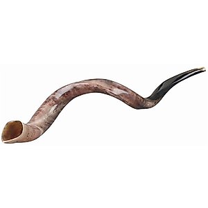 Ultimate Judaica Kosher Shofar Yemenite Horns - Shofar Size Sm - 21.7"-24"