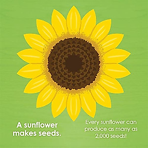 Montessori: Seed Work
