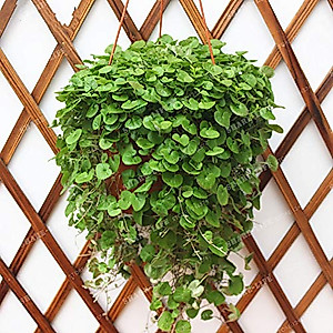 100pcs Dichondra Bonsai Dichondra Repens Lawn Bonsai Money Grass Hanging Decorative Garden Plants Do Flower for Home Garden