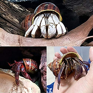 PPCLION Unstained Natural Hermit Crab Shells Pearl Turbo Seashell for Décor, 3 Kinds 6 PCS Size 1.5" - 2", Opening 0.8-1" Hermit Crab Supplies