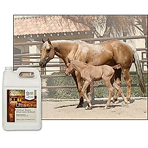 UltraCruz Wheat Germ Oil Blend Supplement for Horses and Livestock, 1 Gallon (125 Day Supply)