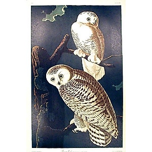 Snowy Owl. From"The Birds of America" (Amsterdam Edition)