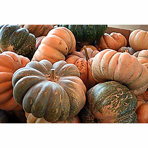 MIXED SEEDS! 50+ Pumpkin and Winter Squash MIX Seeds NON-GMO 25 Varieties Delicious Grown in USA. Rare, Super Profilic and Delicious HARLEY SEEDS